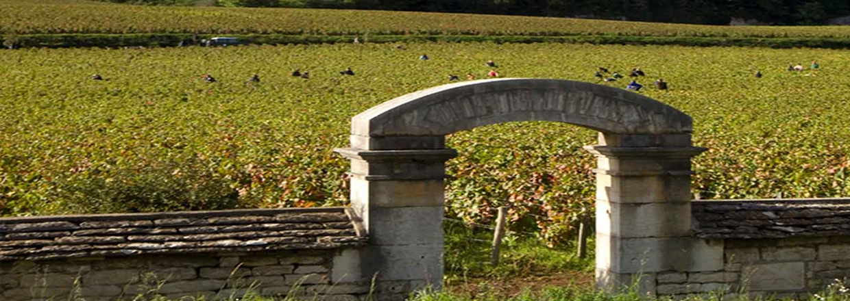 Domaine Prieure-Roch (biodynamisk) - Domaine Brandis